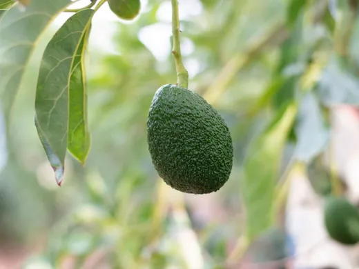 New avocado project rejected - The Portugal News