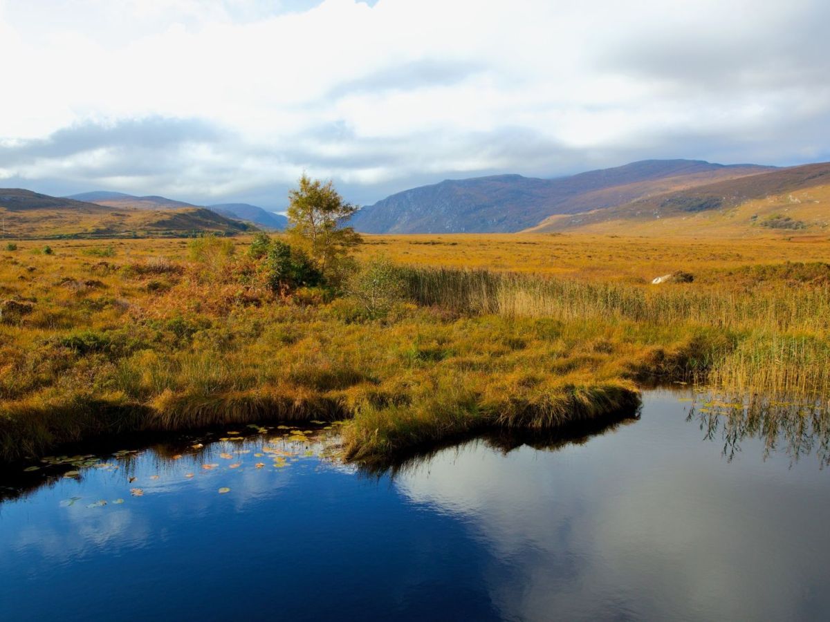 Irish Bogs Turned into Tourist Attractions - The Portugal News