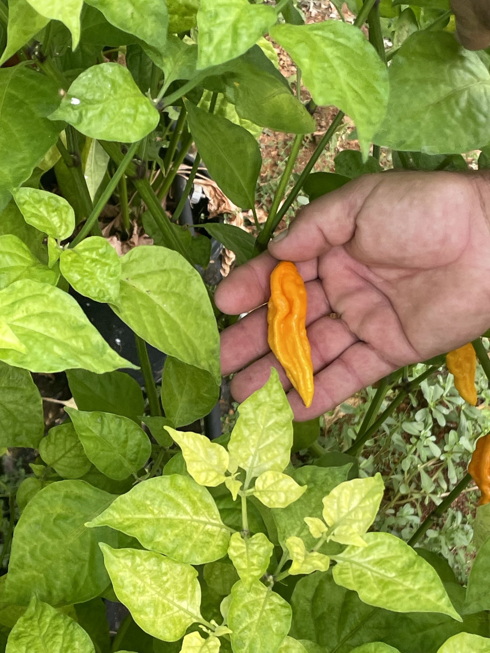 Can you handle the heat? - Central Magazine