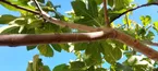 What fruits grow in Portugal? - The Portugal News
