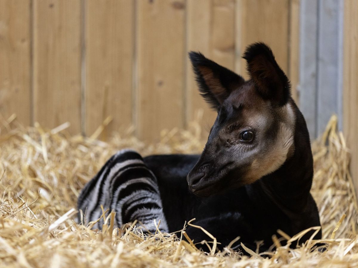 Rare and endangered okapi calf is ‘thriving’ at Dublin Zoo - The ...