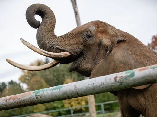 Kariba bereidt zich voor op verhuizing naar Pangea - The Portugal News