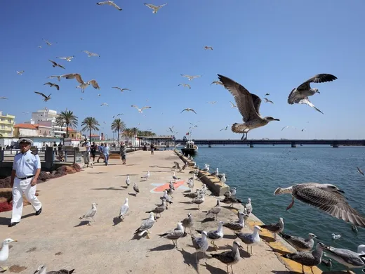Several Portuguese artists to perform at the Sardine Festival in ...
