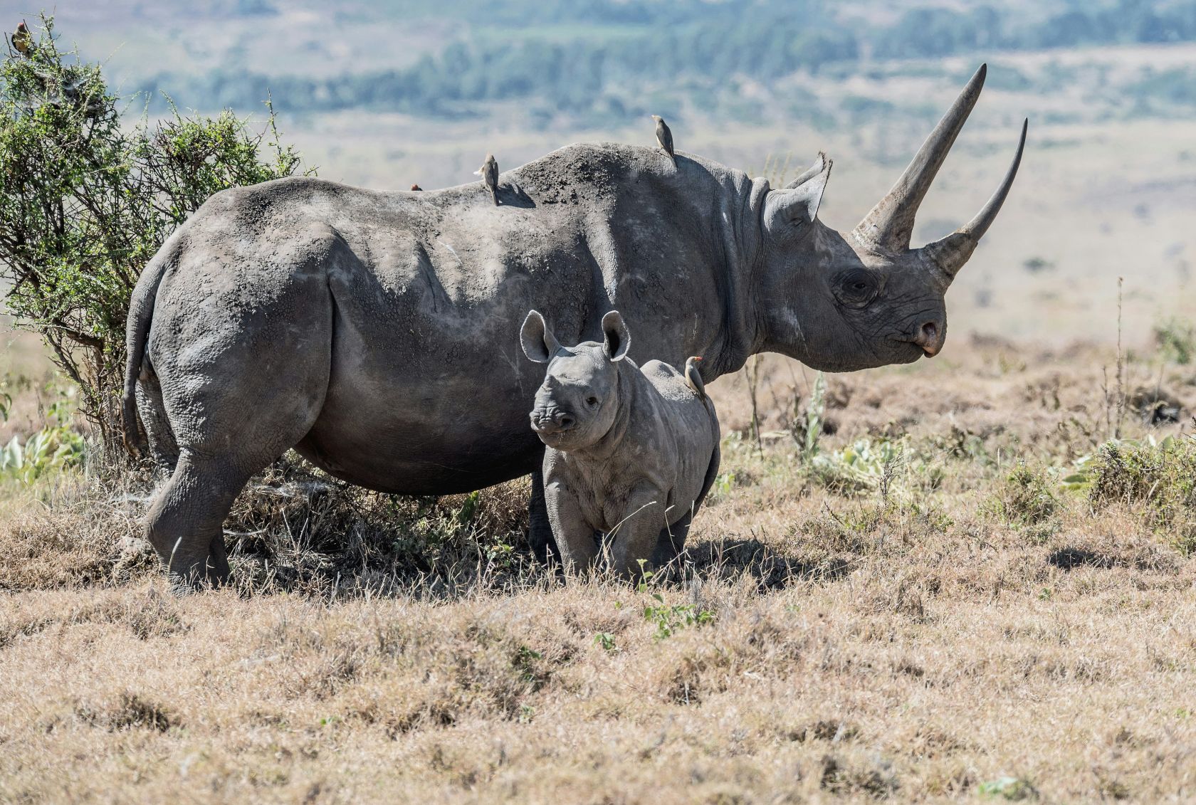 The story of the black rhino - The Portugal News