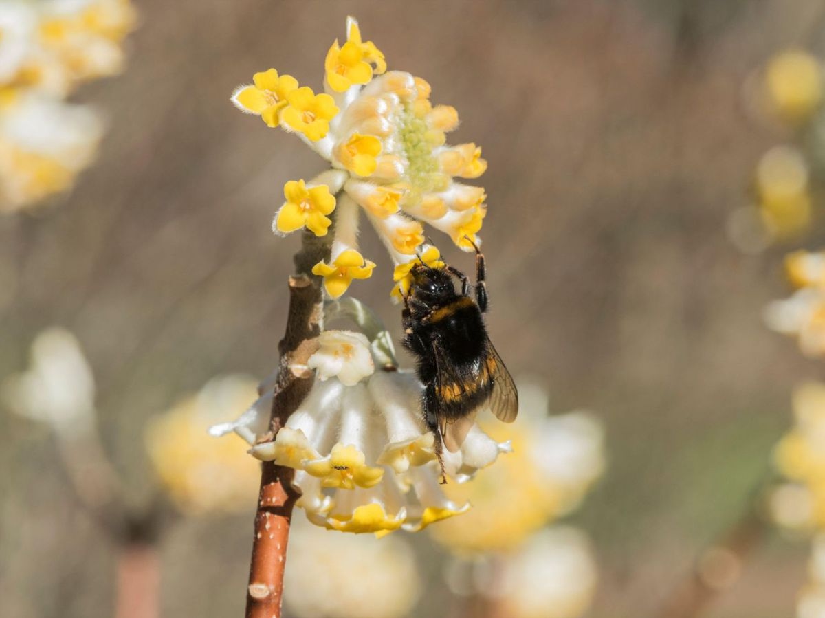 How to create the most fragrant winter garden in a small space - The ...
