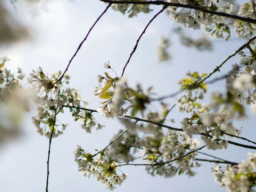 Pollen levels set to be high in Portugal - The Portugal News