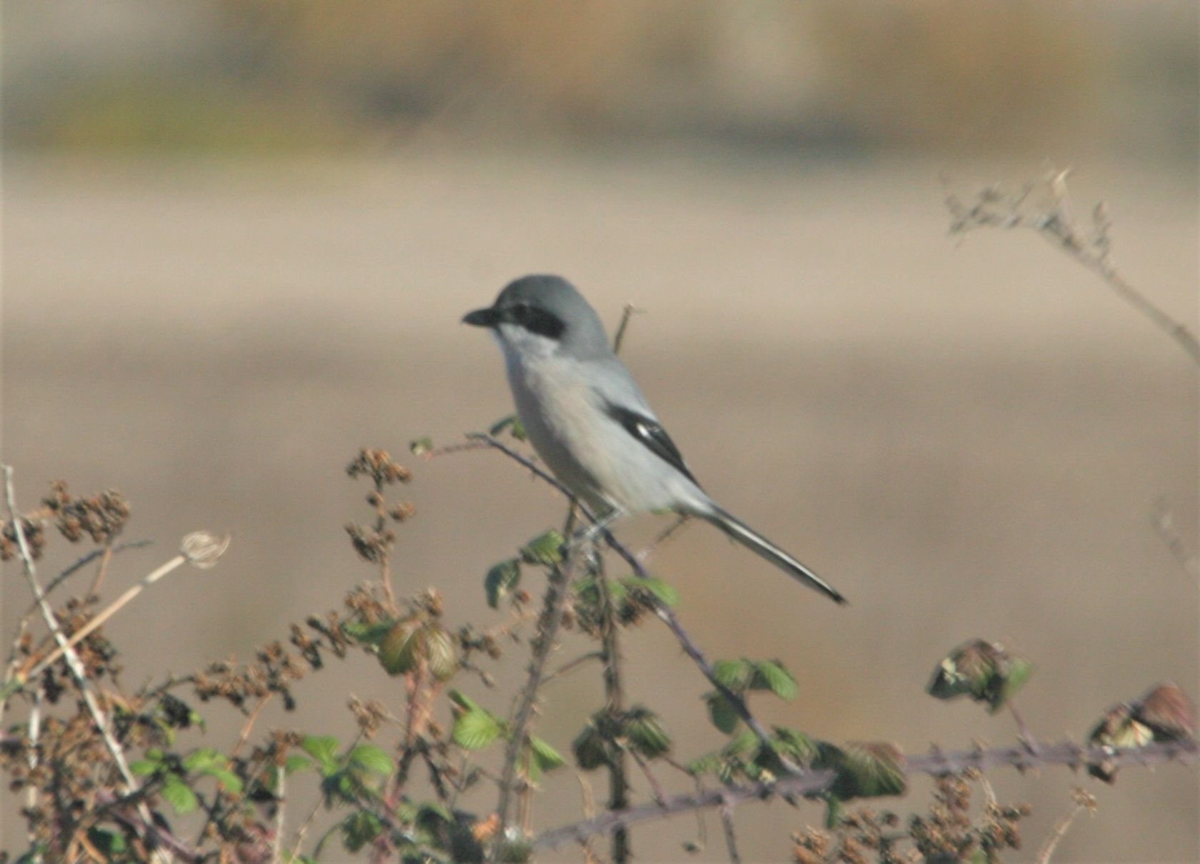 Have you seen this bird? - The Portugal News