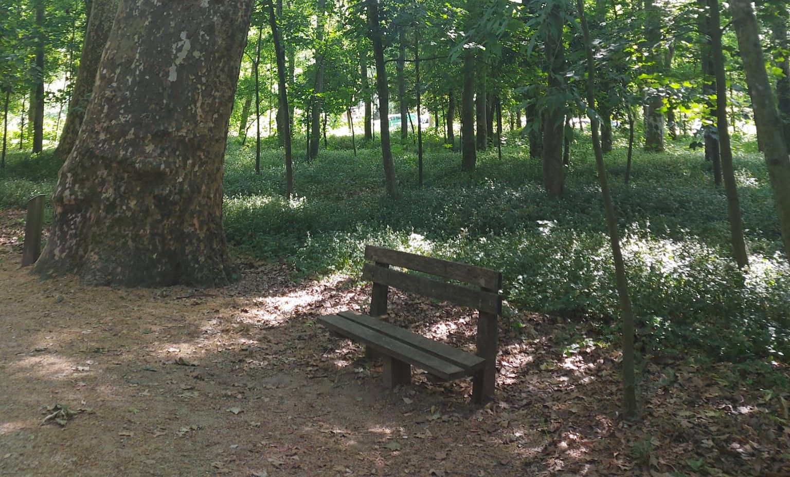 Choupal National Forest - The Portugal News